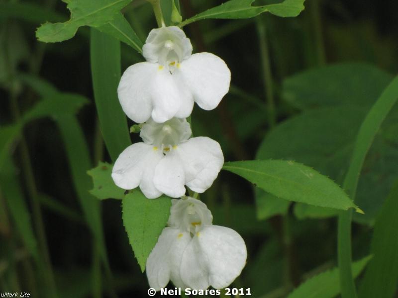 Impatiens balsamina – eFlora of India